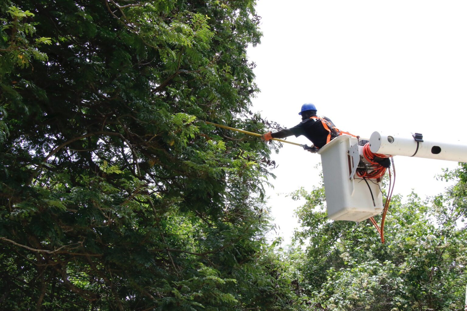 Tree Trimming Unit - Ministry of Transport & Works